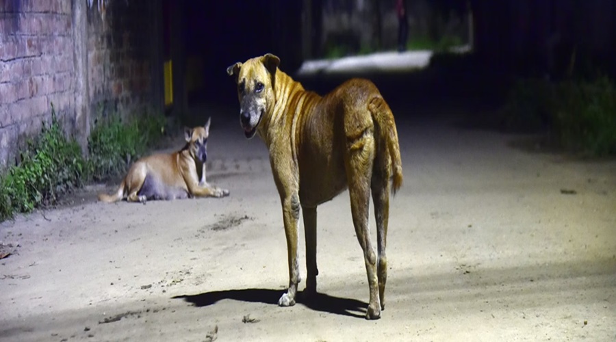India’s 60 Million Street Dogs Are Turning From Village Scavengers to ...